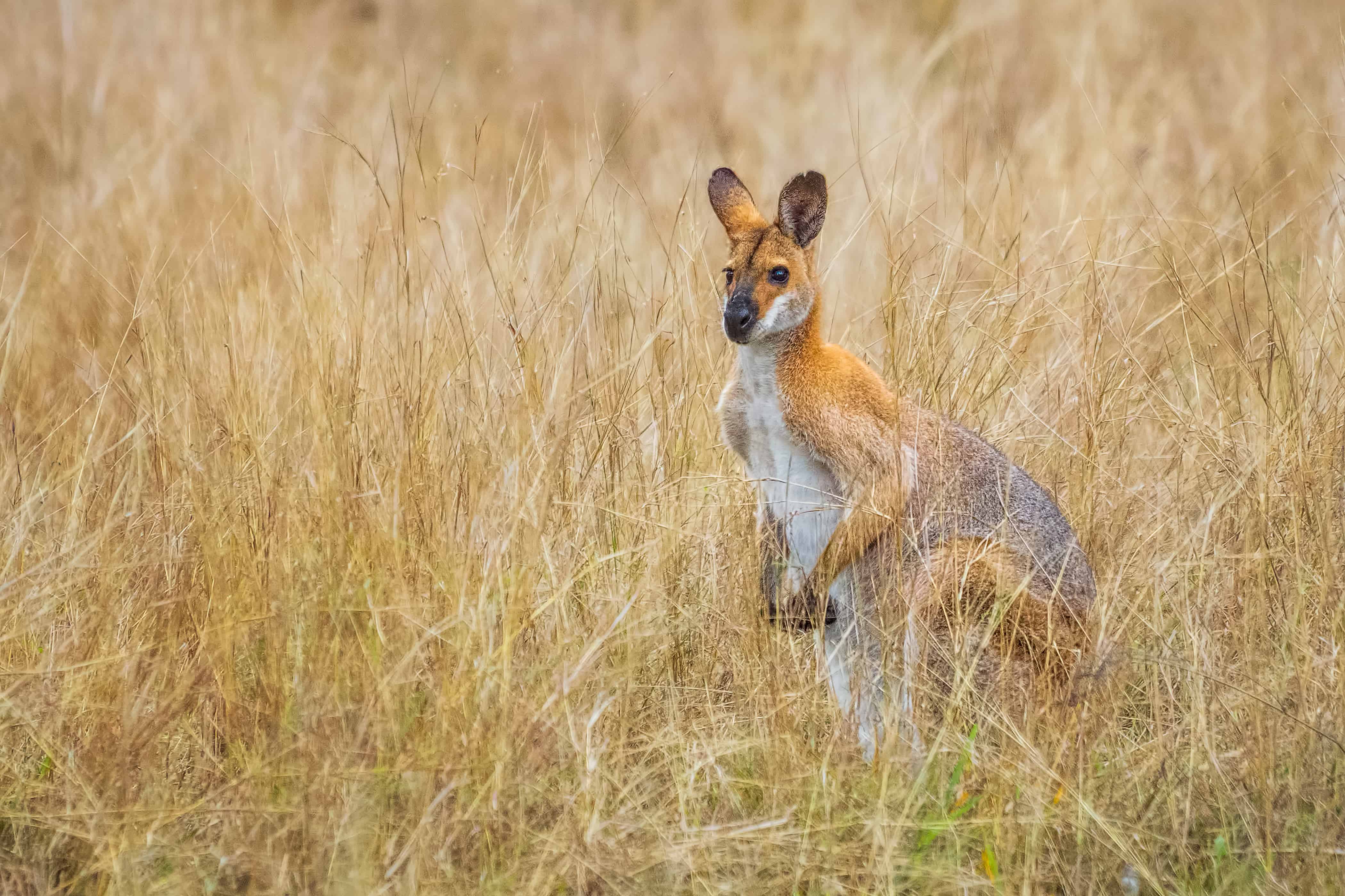 Amazing animals caught on camera - Ipswich First