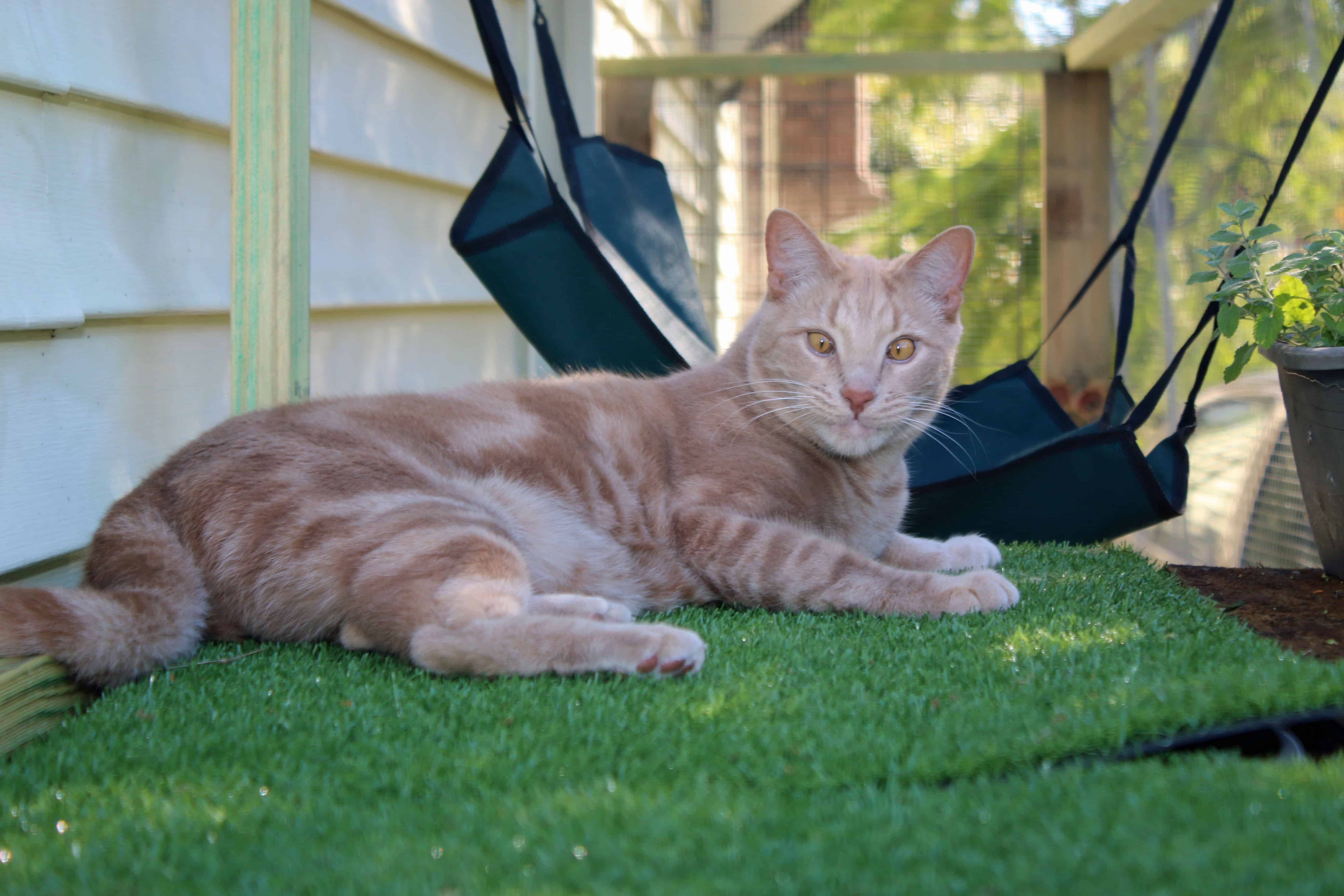 Purpose-built 'lion's den' puts moggy in purr-fect comfort - Ipswich First