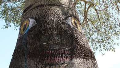 What on earth is that tree with the eyes? - Ipswich First