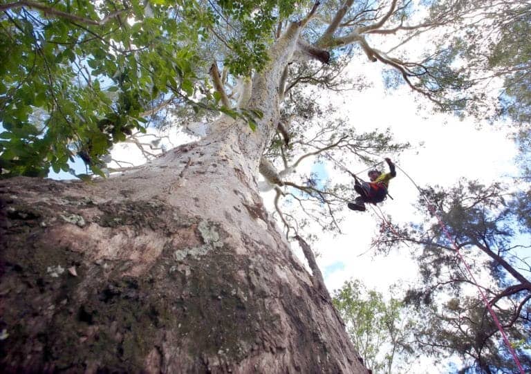 Ipswich's Oldest Tree Has Some Very Long Roots - Ipswich First