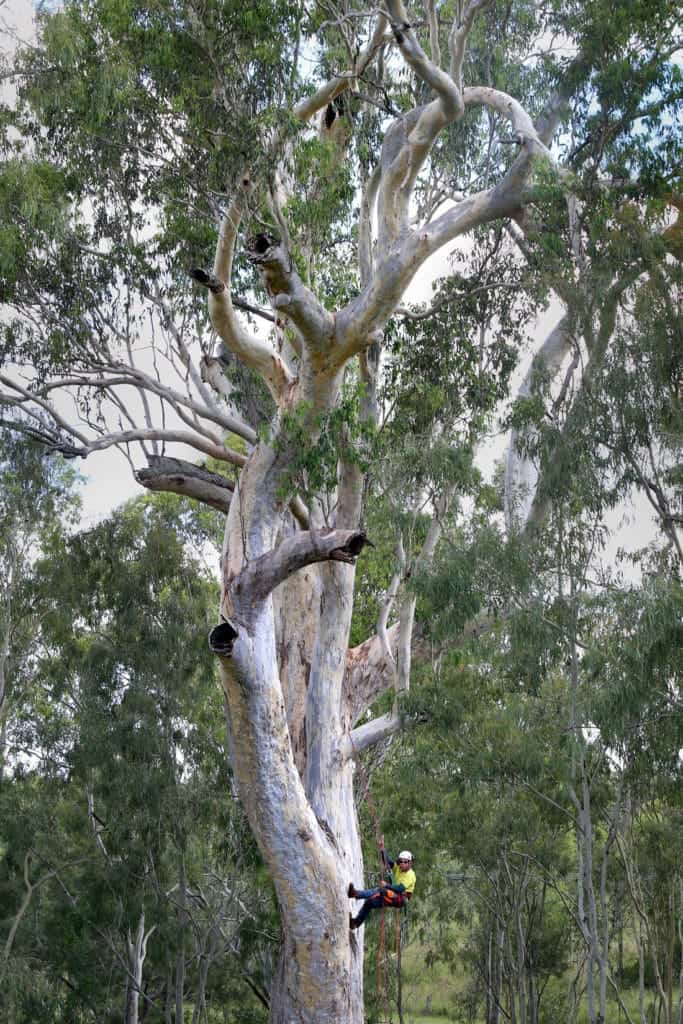 Ipswich's Oldest Tree Has Some Very Long Roots - Ipswich First