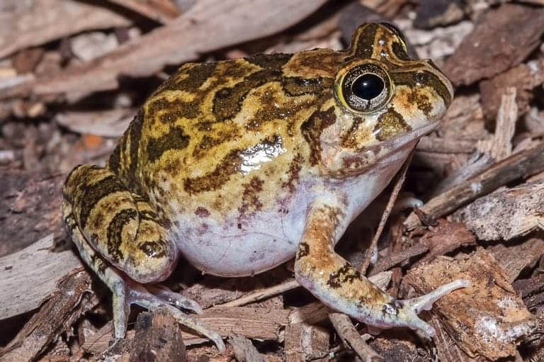 Ornate burrowing frog - Ipswich First
