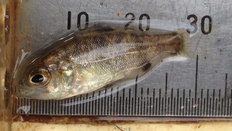 Juvenile Australian bass - Ipswich First