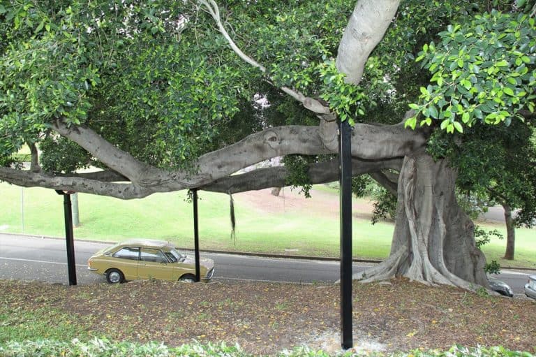 Queens Park significant fig braced for stormy weather - Ipswich First