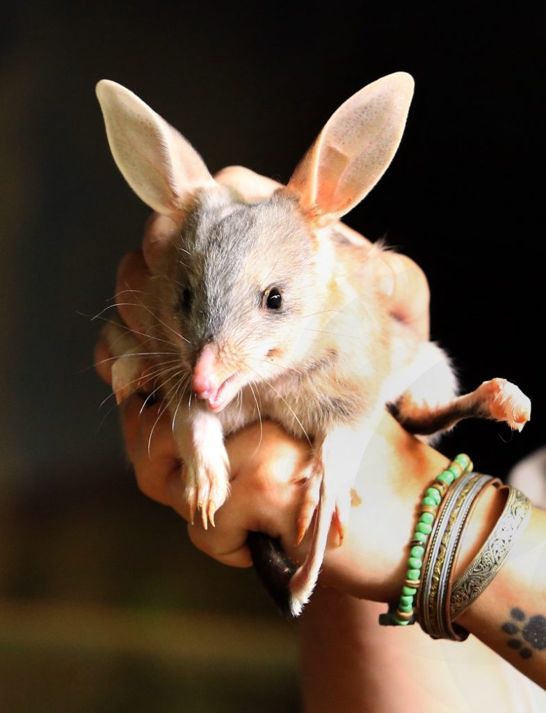 Christmas comes early for Ipswich Nature Centre with the birth of a ...