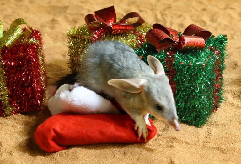 And the winner is: Naming Competition for Baby Bilby - Ipswich First