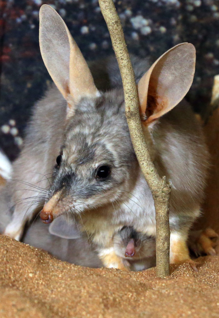 Christmas comes early for Ipswich Nature Centre with the birth of a ...