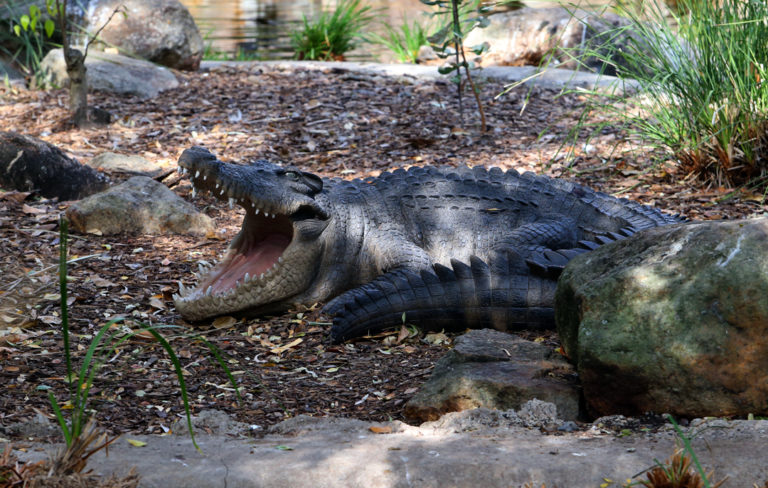 What's new at the zoo? - Ipswich First