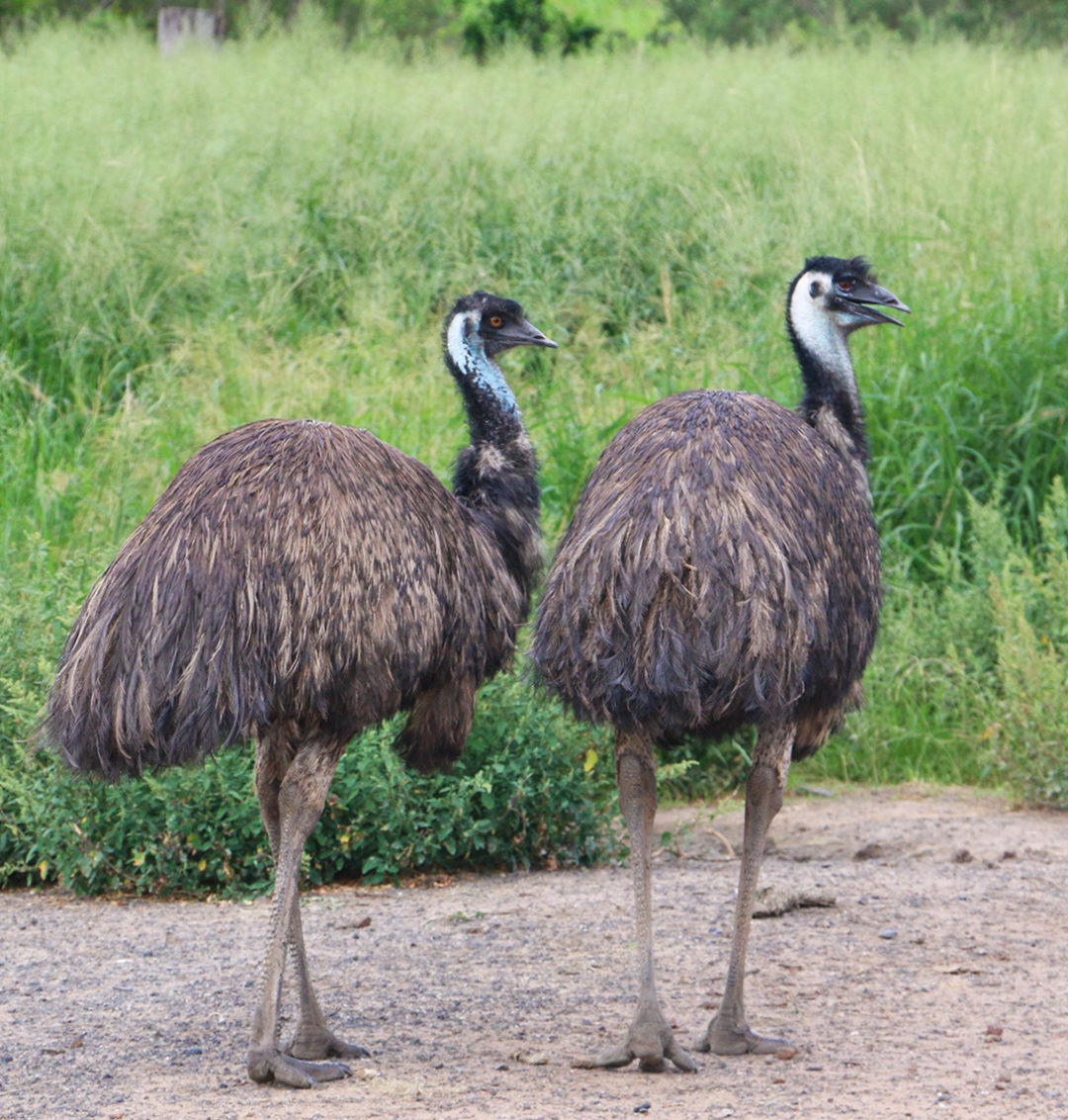 pair emu web - Ipswich First