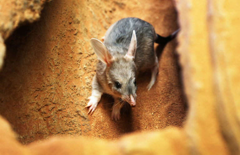 Billy, Bobby, McBilbyface? See which name was chosen for the baby bilby ...