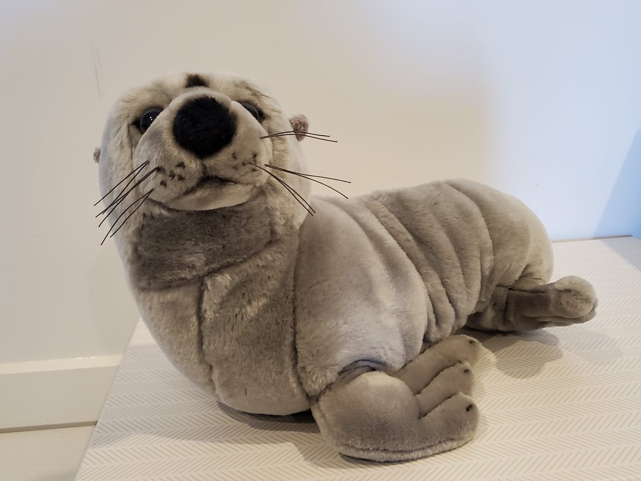 Community called on to help name swim safety mascot - Ipswich First