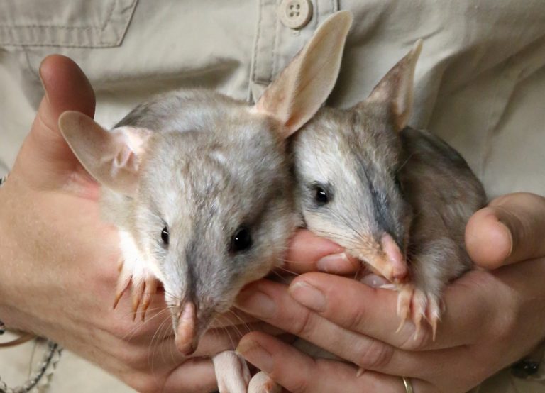 Twin baby bilbies born at Ipswich Nature Centre - Ipswich First