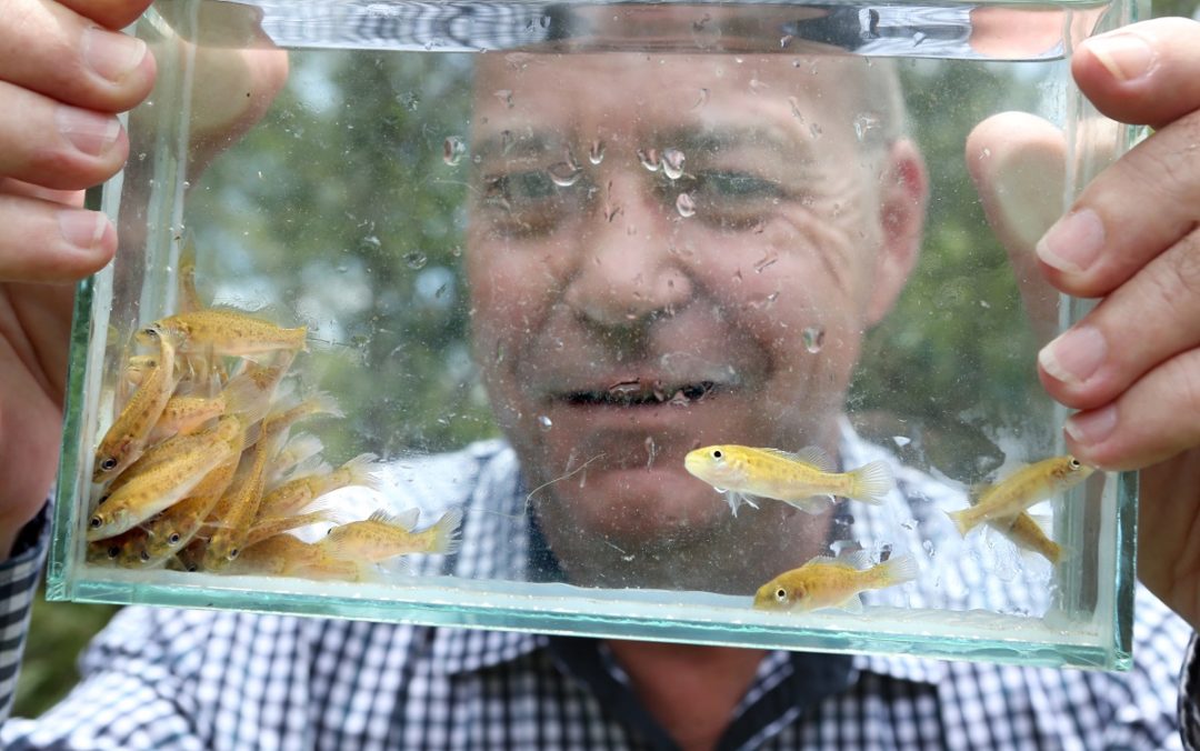 Native fish species released into Bremer River - Ipswich First