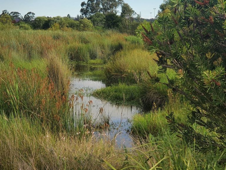 Special urban wetlands projects boost Ipswich waterway health - Ipswich ...