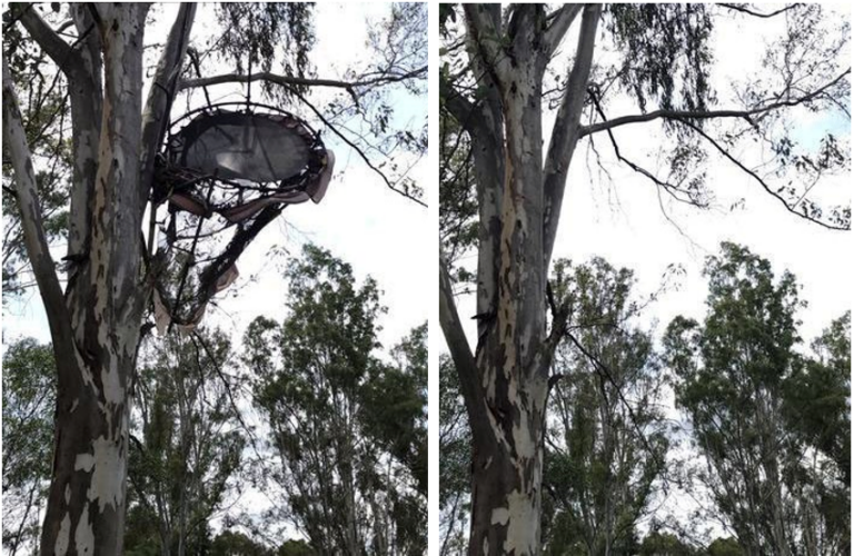 Trampoline in tree among debris removed as clean-up completes - Ipswich ...