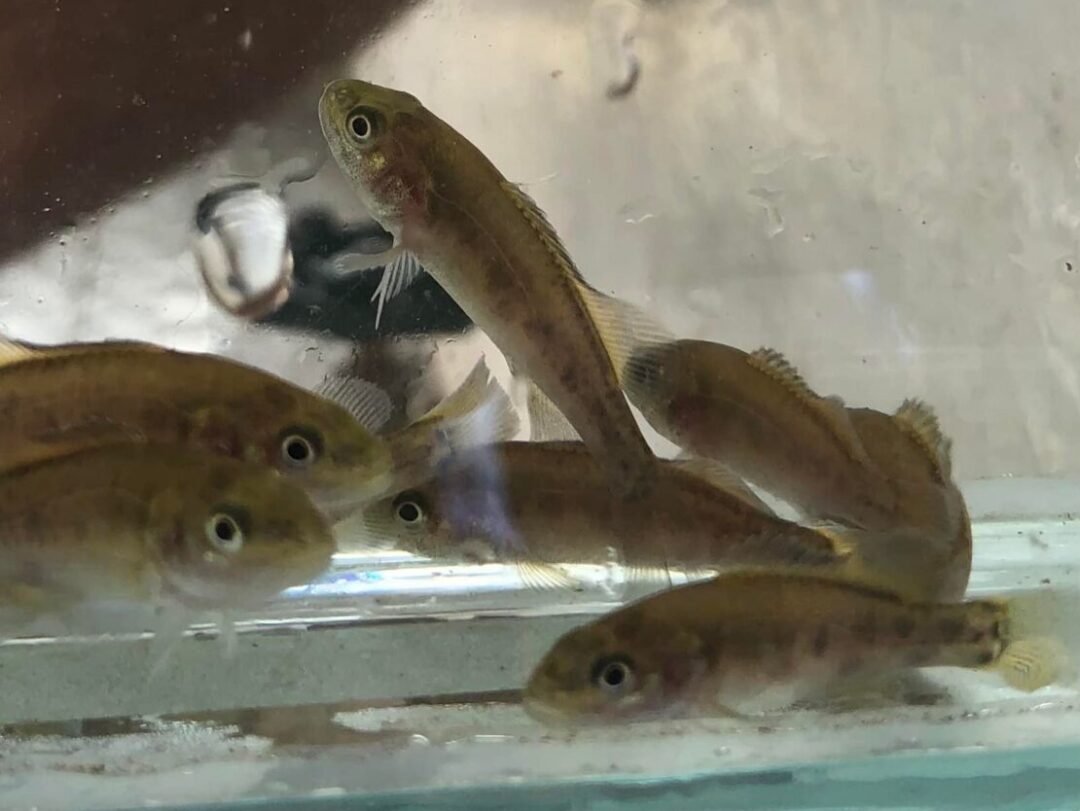 Restoring Ipswich waterways through Enviroplan - Ipswich First