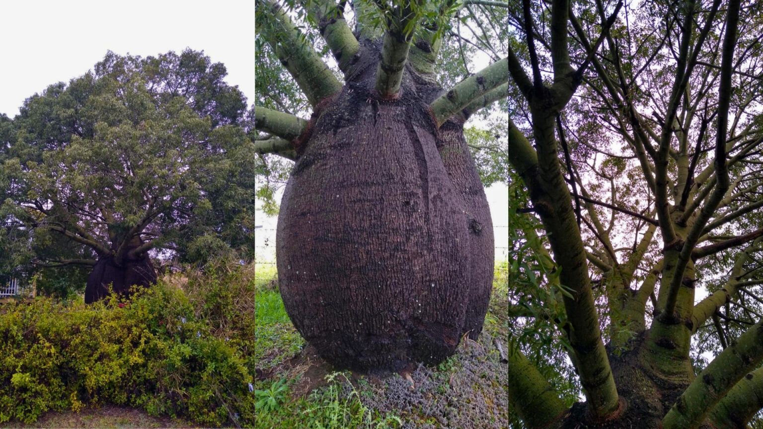 Book now for Ipswich’s new kerbside collection - Ipswich First