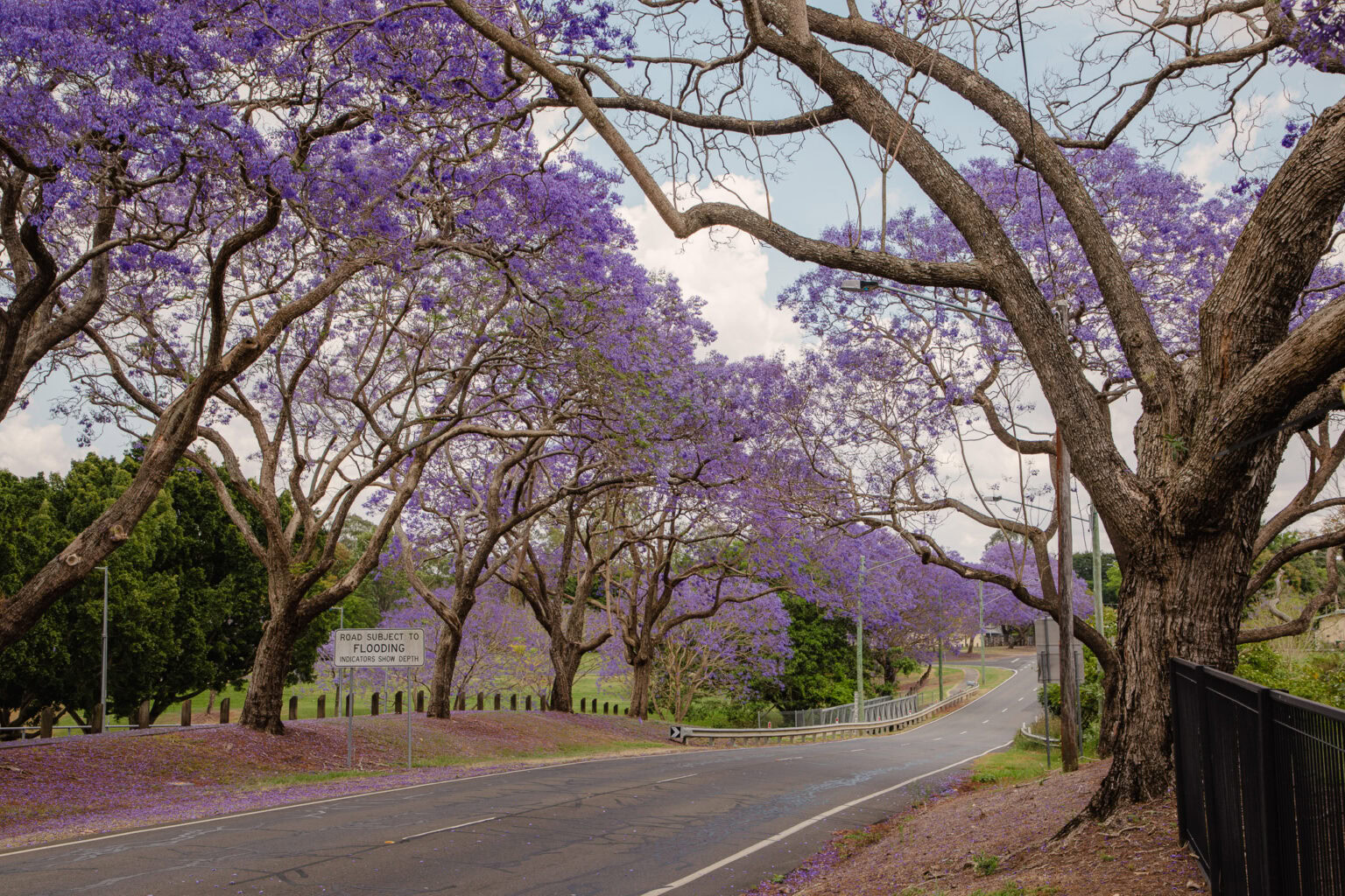 Forget tickled pink, it’s tickled purple as Goodna gears up for ...