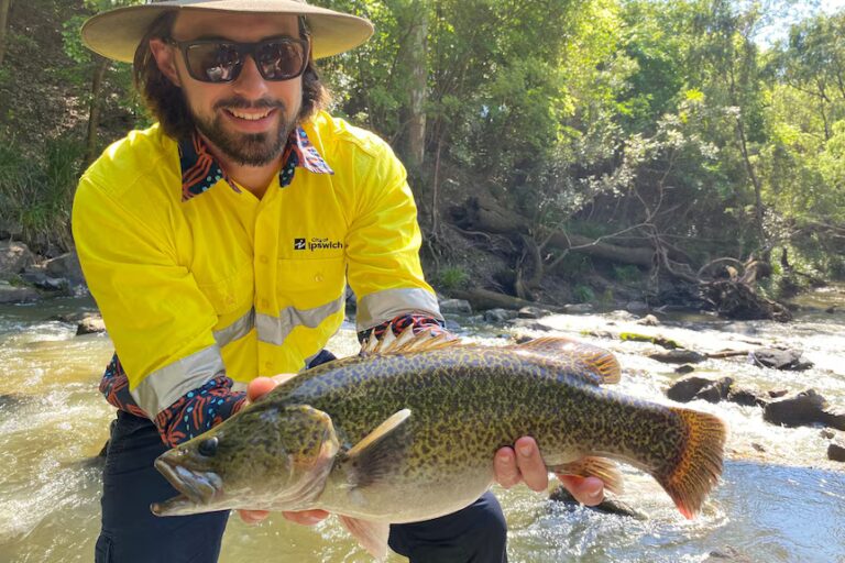 Native cod find safe passage through Bremer River fishway - Ipswich First
