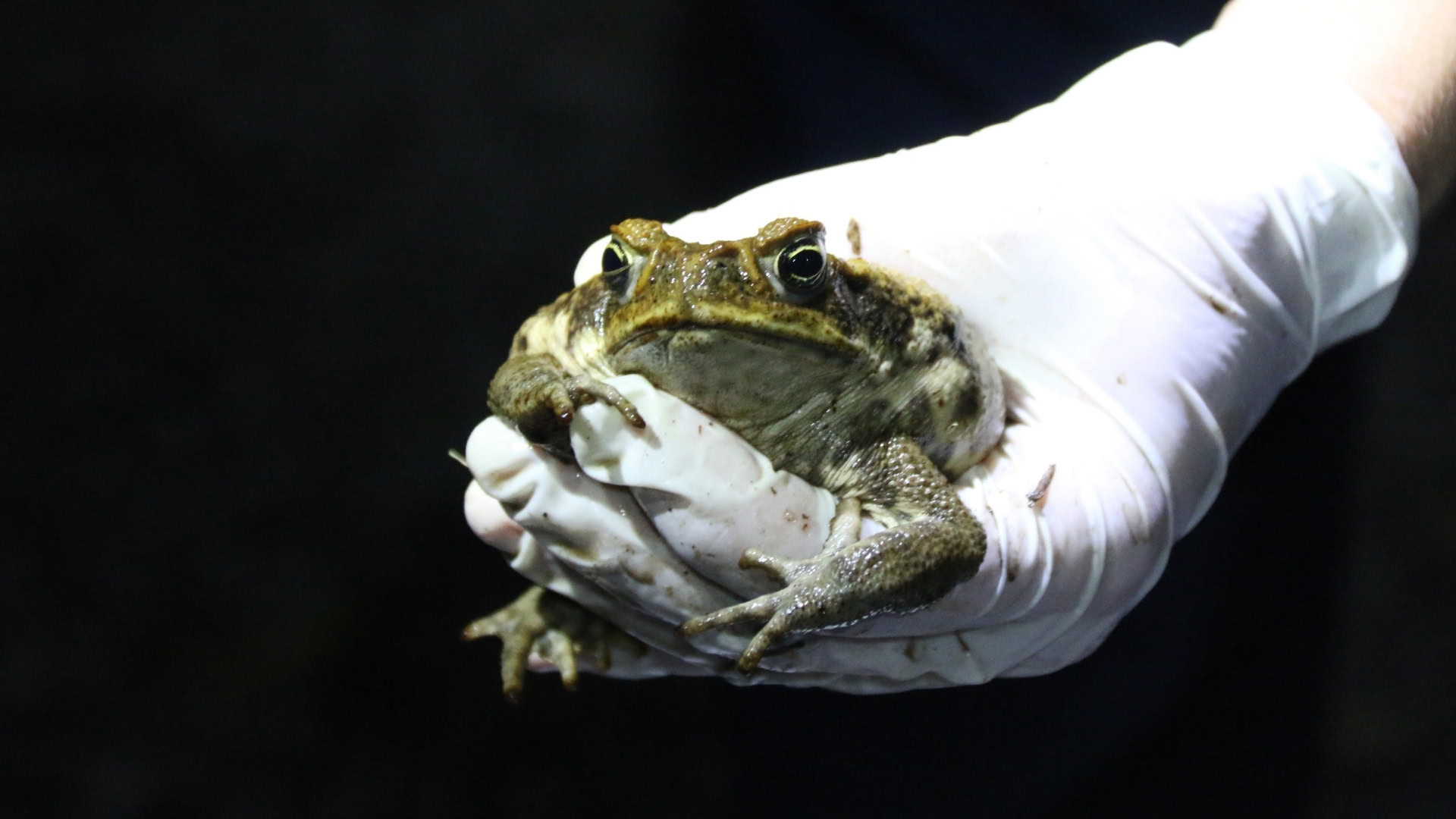 Bust cane toads and win this summer! - Ipswich First