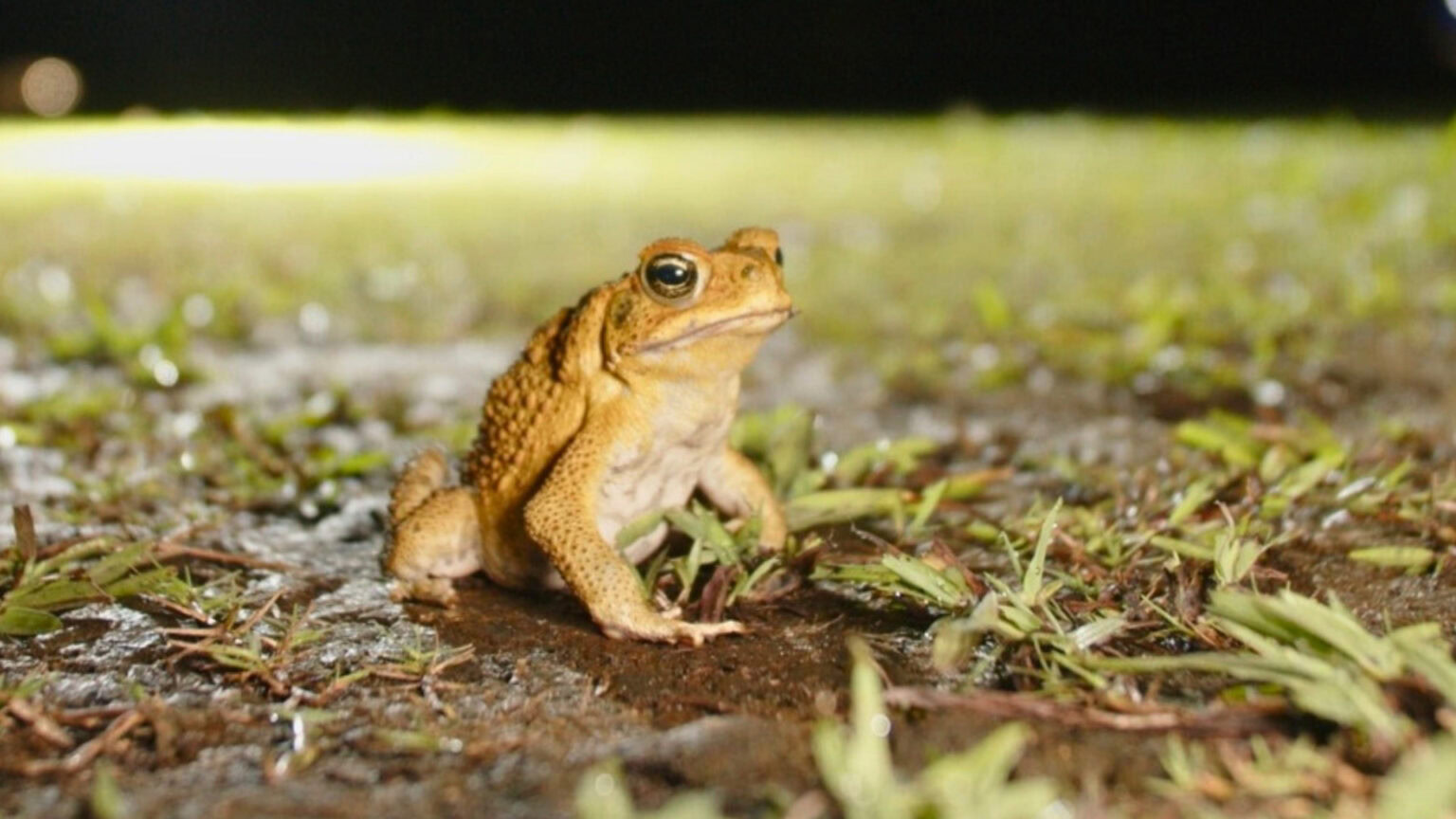 Bust cane toads and win this summer! - Ipswich First